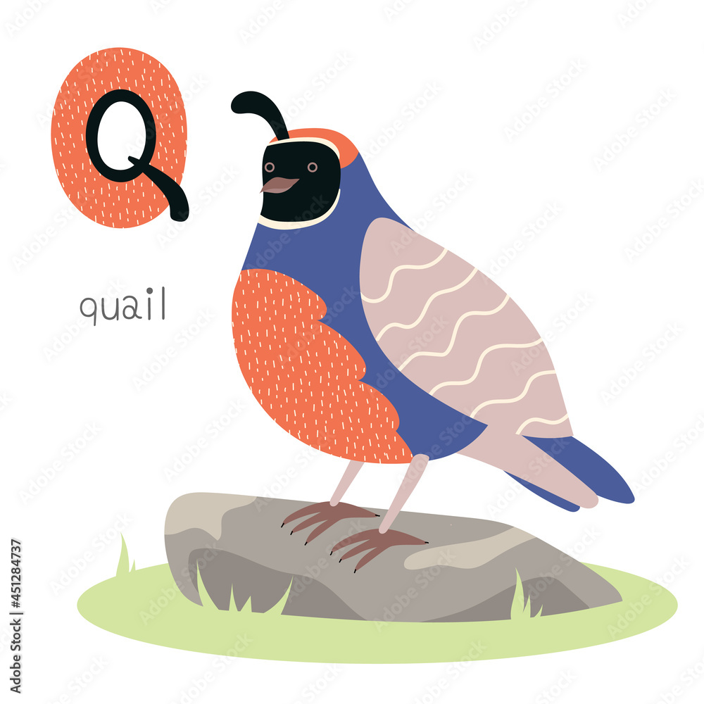 Animals alphabet. Q for quail. Flat vector illustration on white ...
