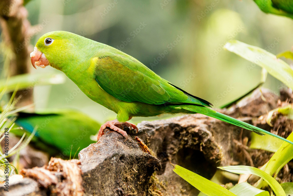 Periquito conhecido com tuim, chuim, pacu, papacu, periquito de São ...