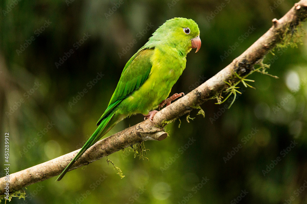 Periquito conhecido com tuim, chuim, pacu, papacu, periquito de São ...