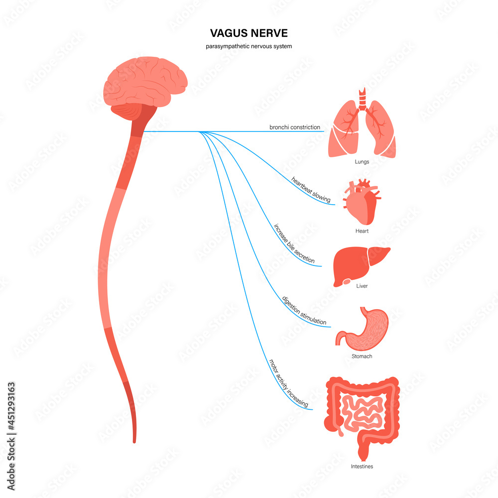 Vagus nerve diagram Stock Vector | Adobe Stock