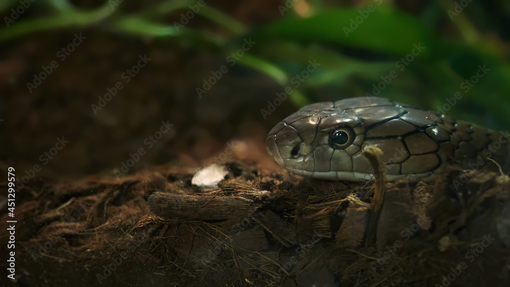 Close up of the head of a king cobra (Ophiophagus hannah), snake in the ...