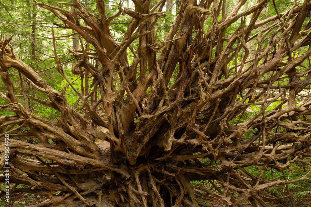 The tangled roots of a fallen tree in the forest form a pattern of ...