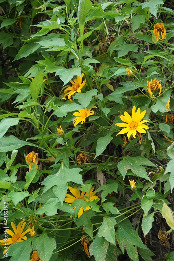 Mexican sunflower (Tithonia diversifolia) with a natural background ...