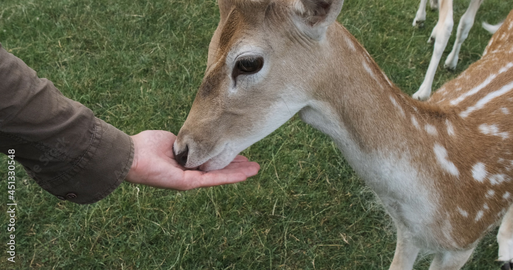 Close-up cute deer eats from man's palm in national park ...