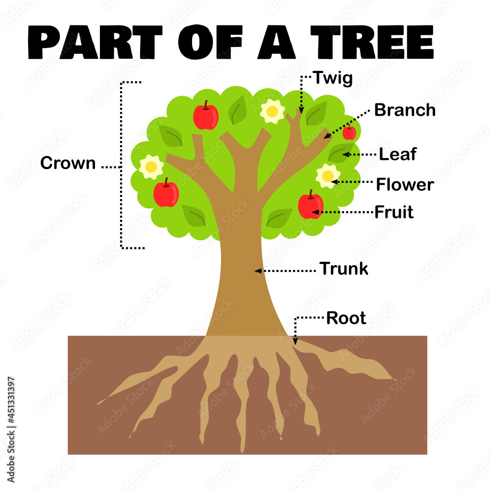 Part of a tree or plant for science and education.Worksheet for kids ...