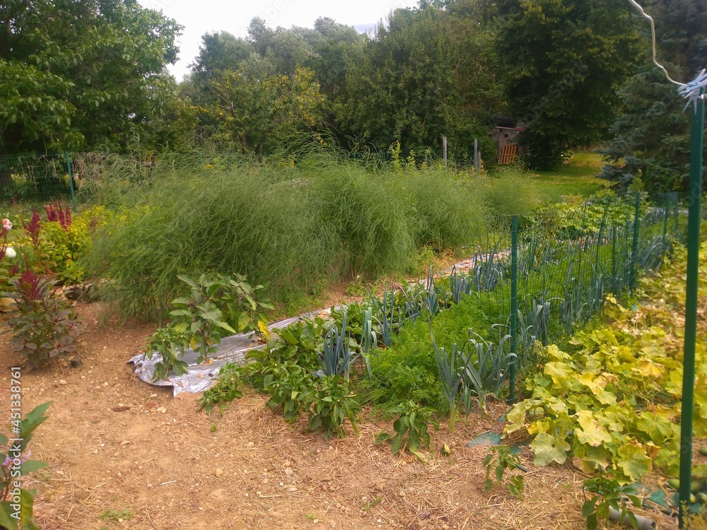 Potager culture maraîchère de campagne Stock Photo | Adobe Stock