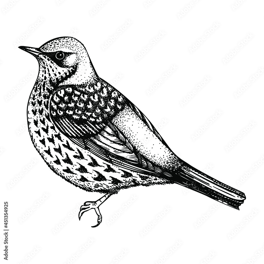 Hand-drawn Fieldfare vector illustration in engraved style. Bird ...
