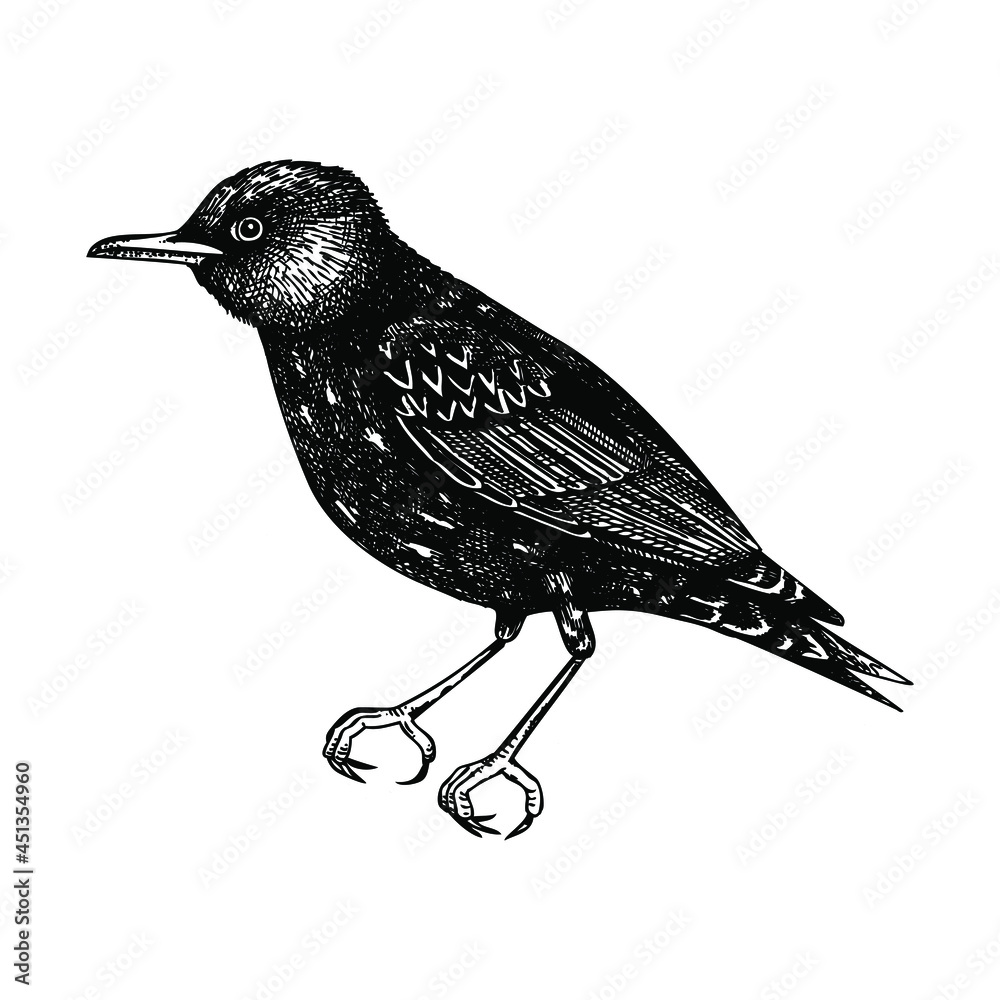 Hand-drawn Starling vector illustration in engraved style. Passerine ...