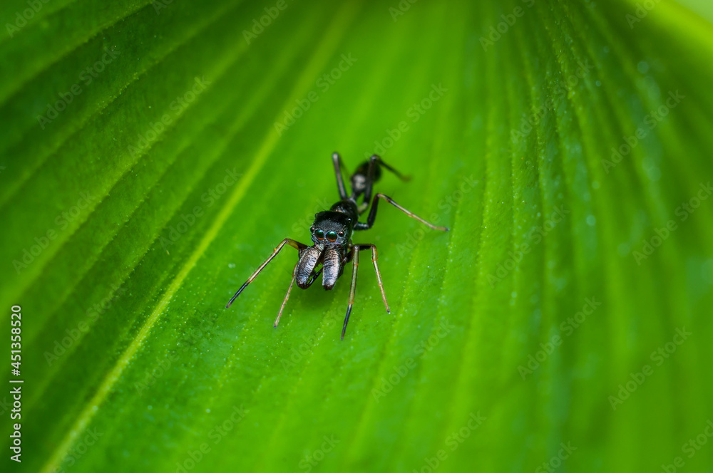 The elusive and rare male ant mimic spiders. All Black Male Ant Mimic ...