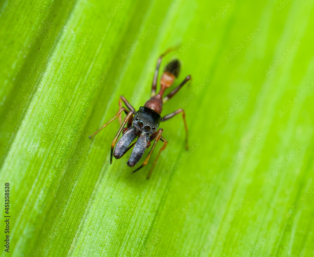 Jumping spiders from the common home spiders, the exotic peacock ...