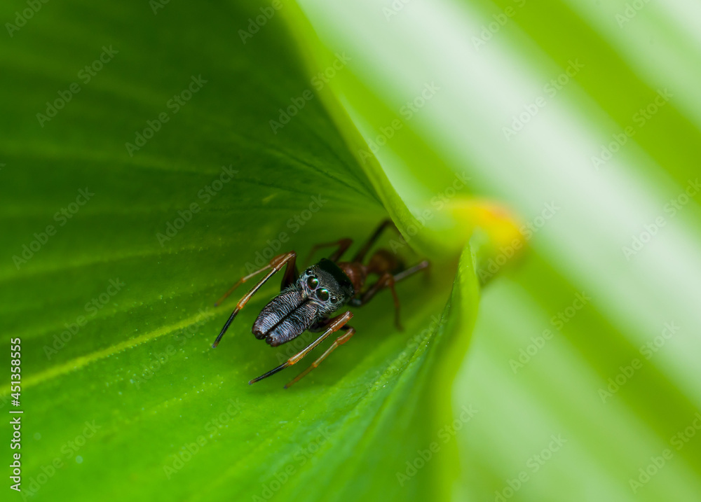 Jumping spiders from the common home spiders, the exotic peacock ...