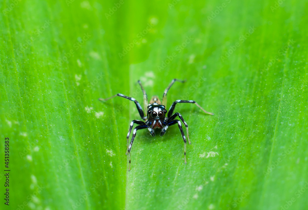 jumping spiders salticidae are the largest group in the family of ...