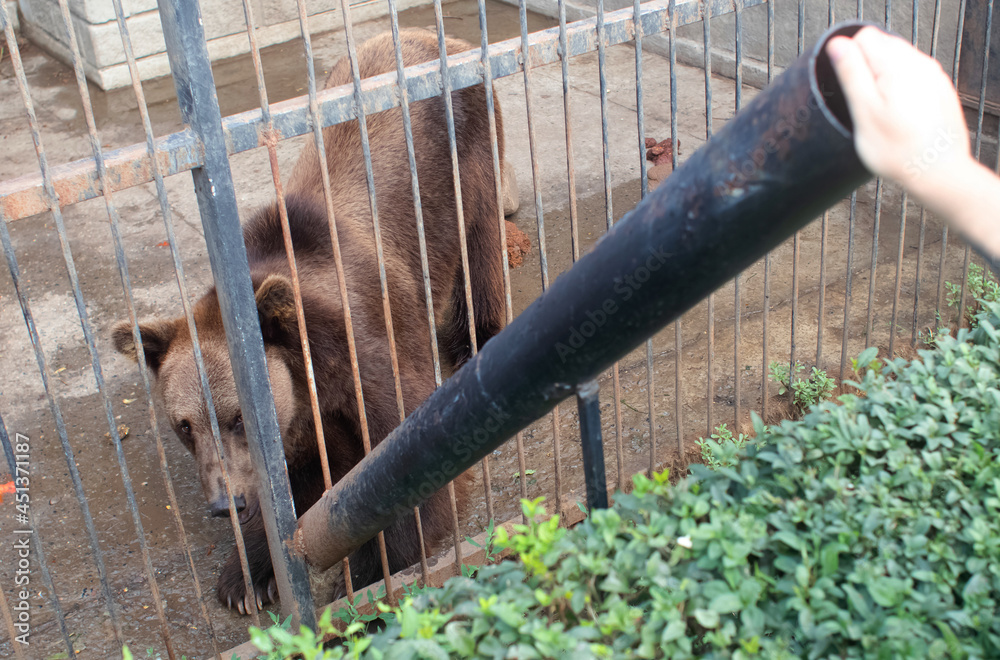 Foto de Young brown bear in a zoo cage. The visitor throws some food ...