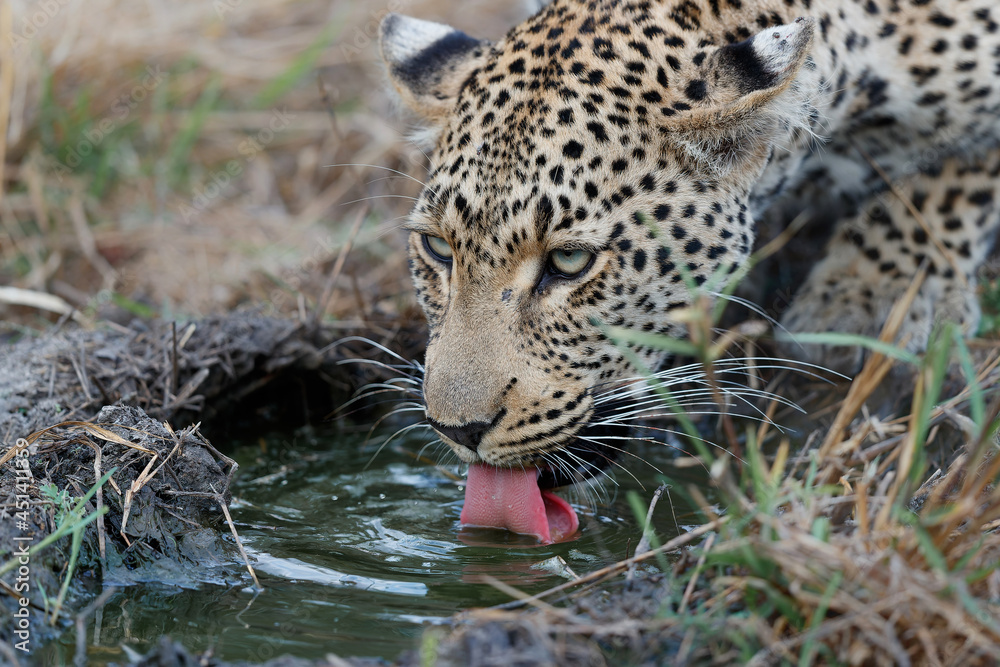 Leopard (Panthera pardus) drinking water in a Game Reserve in the ...