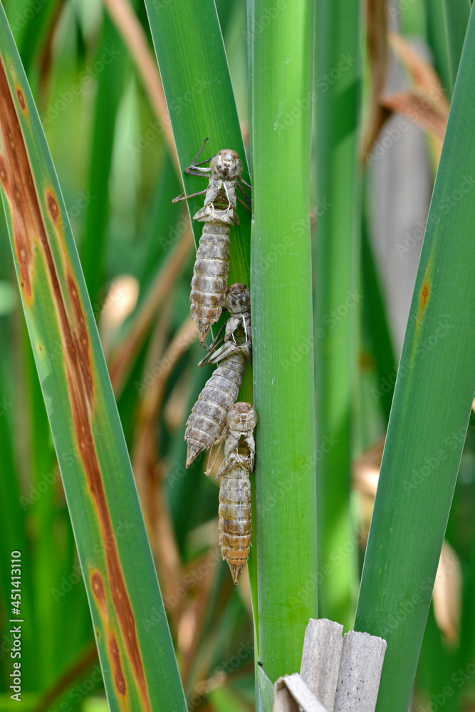 Moltings (exuviae) of dragonfly larvae on Common bulrush - southern ...