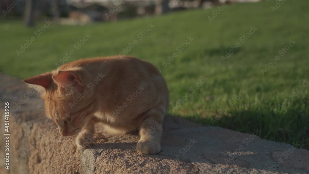 An adult cute ginger cat with a damaged ear basking in the setting sun ...