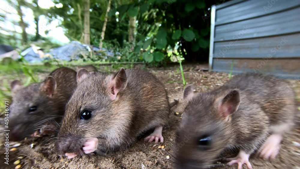 Rats searchs food in the garden, brown rat, gopro shot, wide angle lens ...