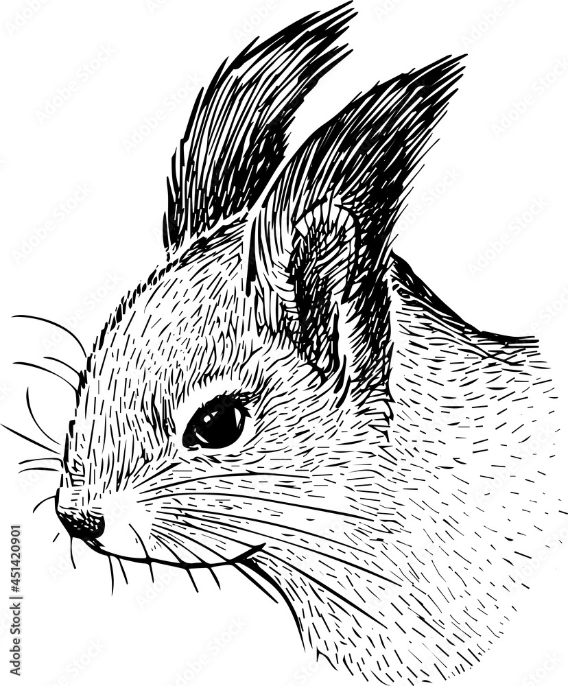 Freehand drawing of head cute wild forest squirrel Stock Vector | Adobe ...