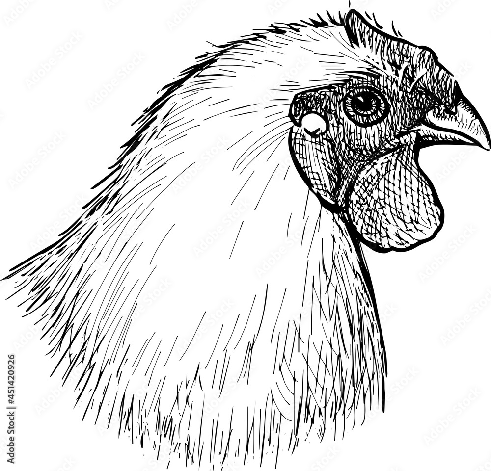 Freehand drawing of head farm white hen Stock Vector | Adobe Stock