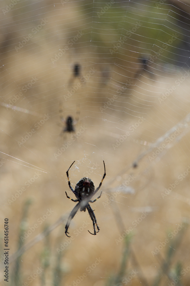 Multiple Western Spotted Orb Weaver spiders on Antelope Island, Utah ...