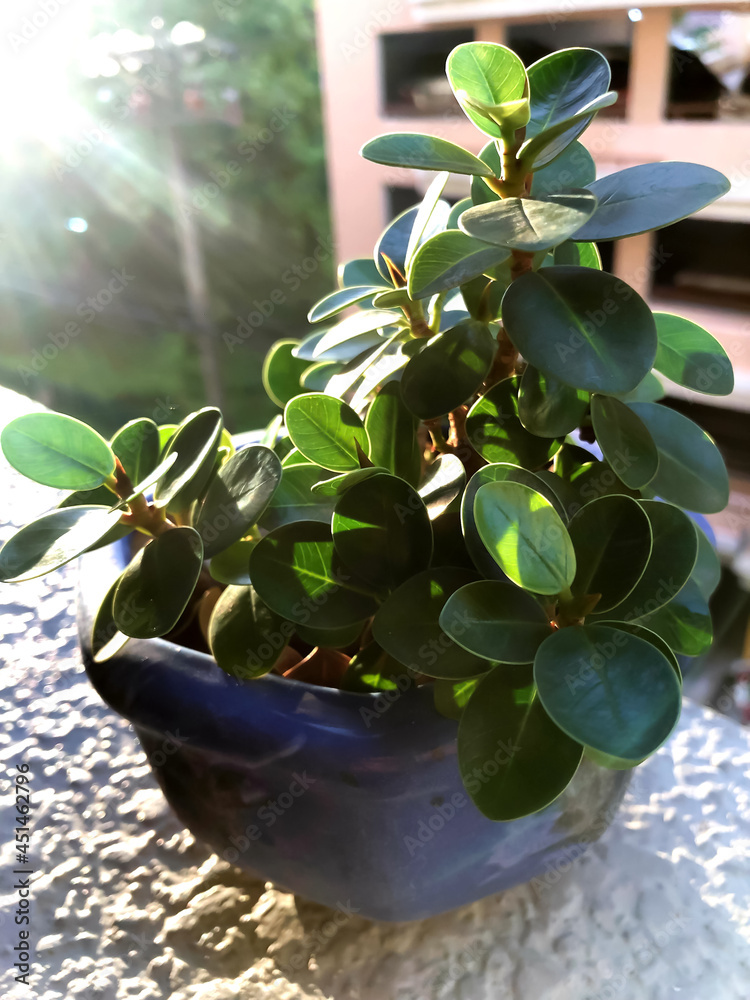 Ban Yan tree in pot : Blurred image of Banyan Tree, Ficus annulata ...