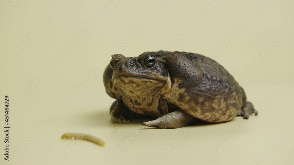 Cane Toad, Bufo marinus, sitting near the larvae on a beige background ...