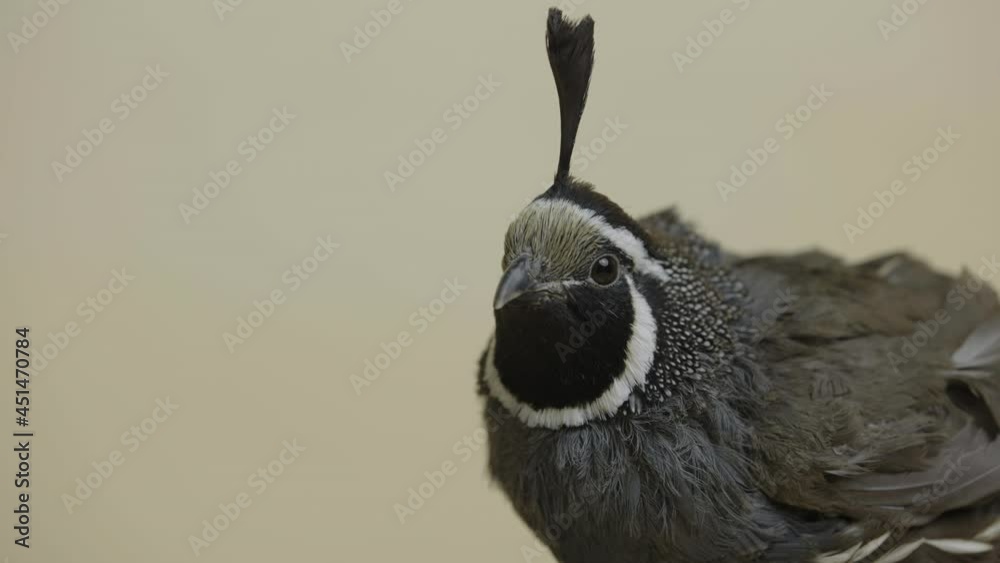 California crested quail in the studio on a beige background ...