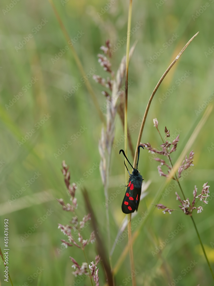 A six-spot burnet - bright red spots on black - on a strand of long ...