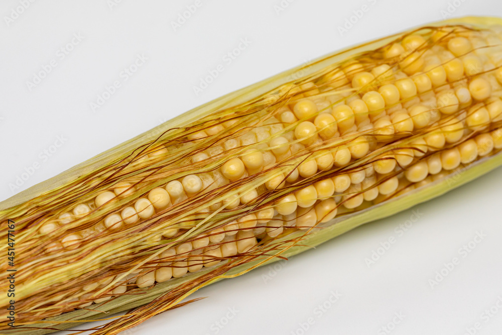 Corn ear with incomplete kernel set. Grain fill, growth stage and crop ...