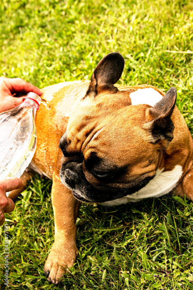 When it is very hot in summer, the hostess pours water from a bottle on ...