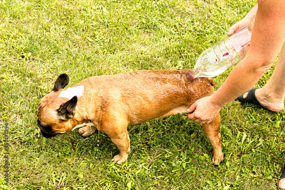 When it is very hot in summer, the hostess pours water from a bottle on ...