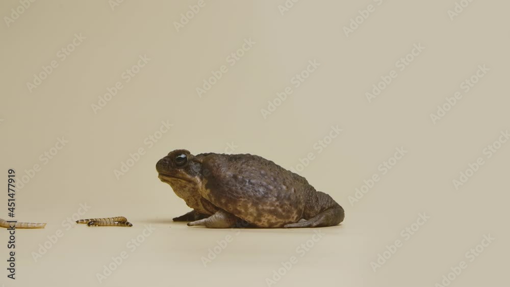 Cane Toad, Bufo marinus, eating larva on a beige background in the ...