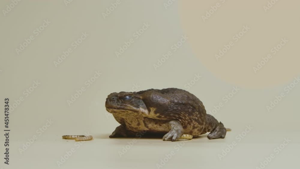 Cane Toad, Bufo marinus, eating larva on a beige background in the ...