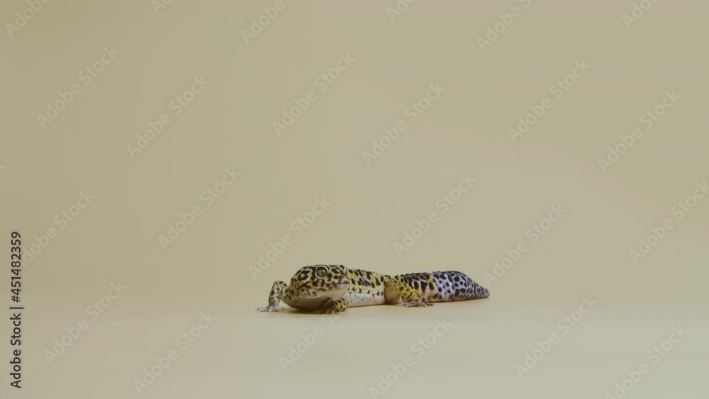 Leopard gecko standard form, Eublepharis macularius on a beige ...