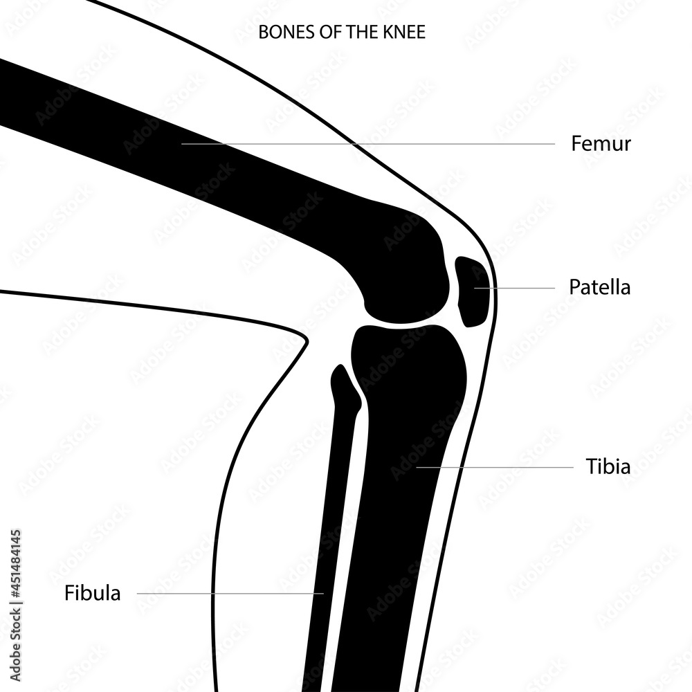 Knee bone anatomy Stock Vector | Adobe Stock
