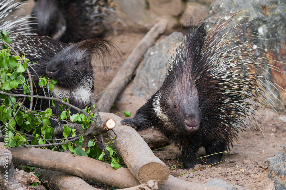 Porcupines are large rodents with coats of sharp spines, or quills ...