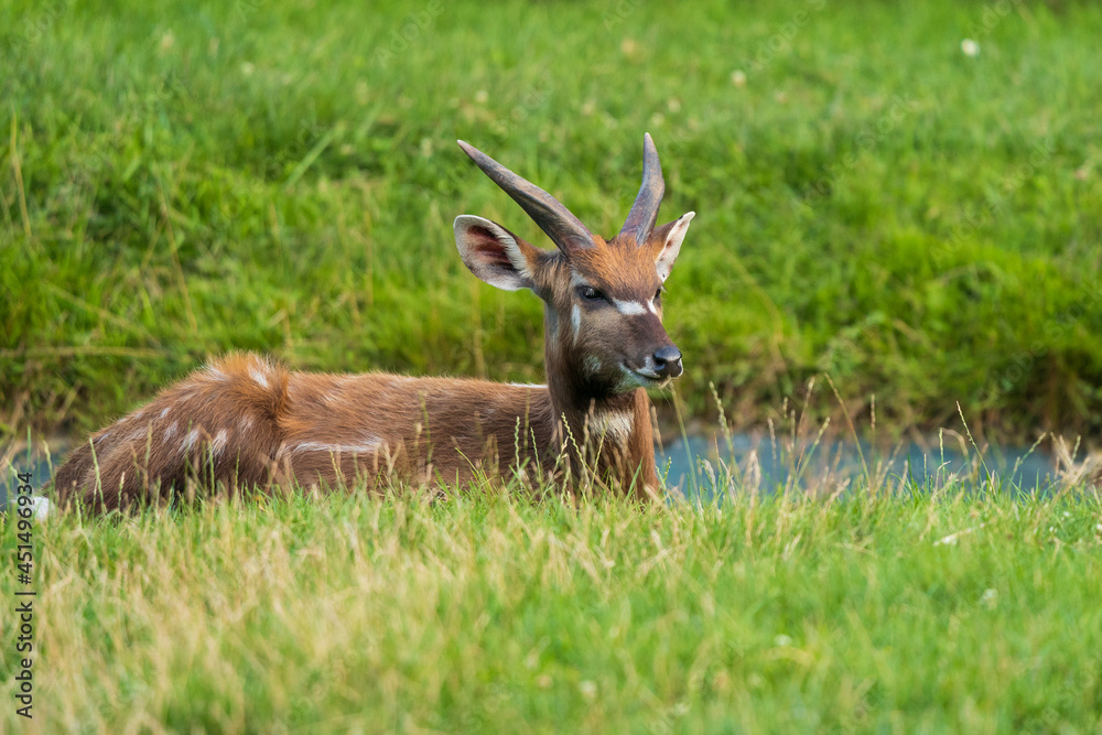 The sitatunga or marshbuck (Tragelaphus spekii) is a swamp-dwelling ...