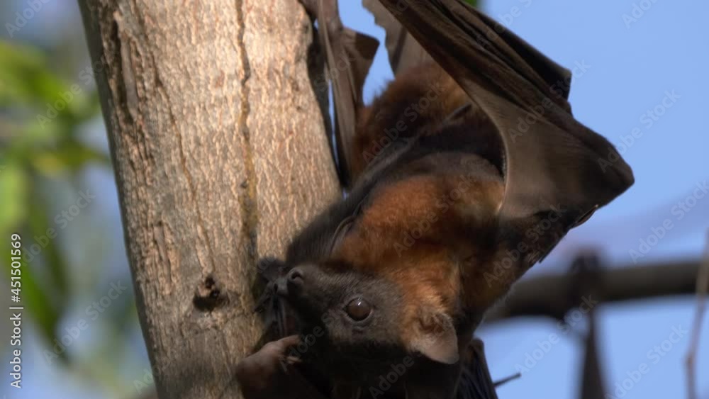 close up of black fruit bats at nitmiluk gorge, also known as katherine ...