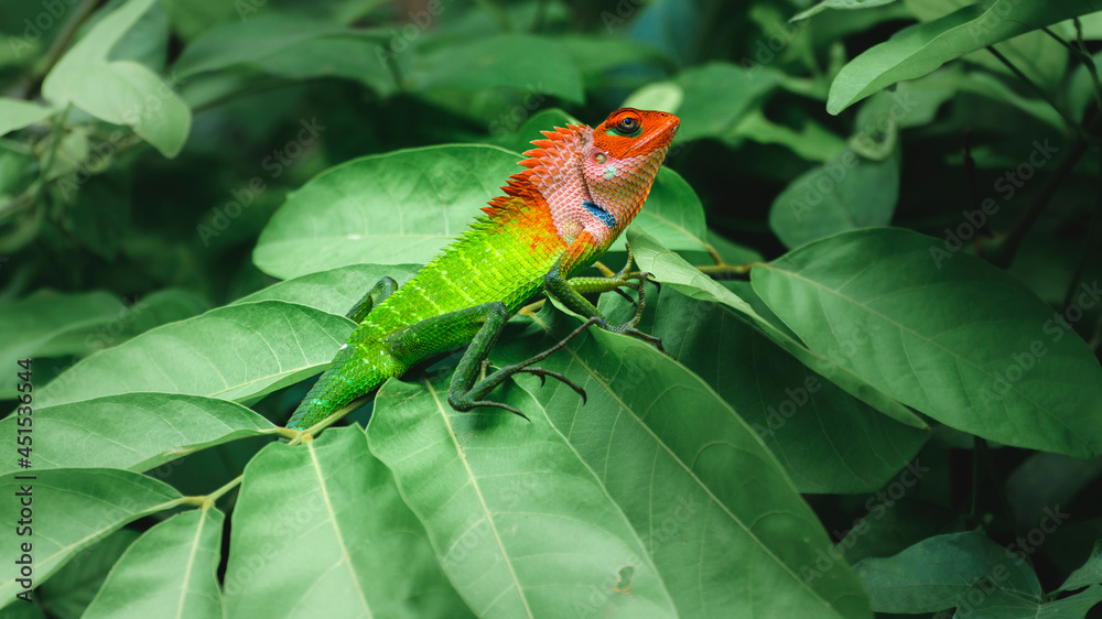 Common green forest lizard sitting on top of large green leaves ...