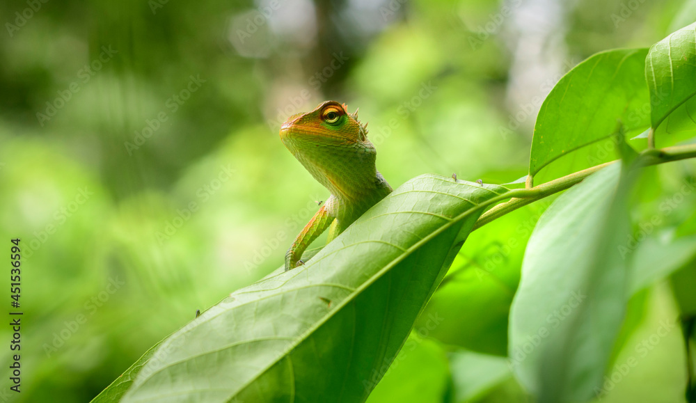 Lizards In The Tropical Rainforest