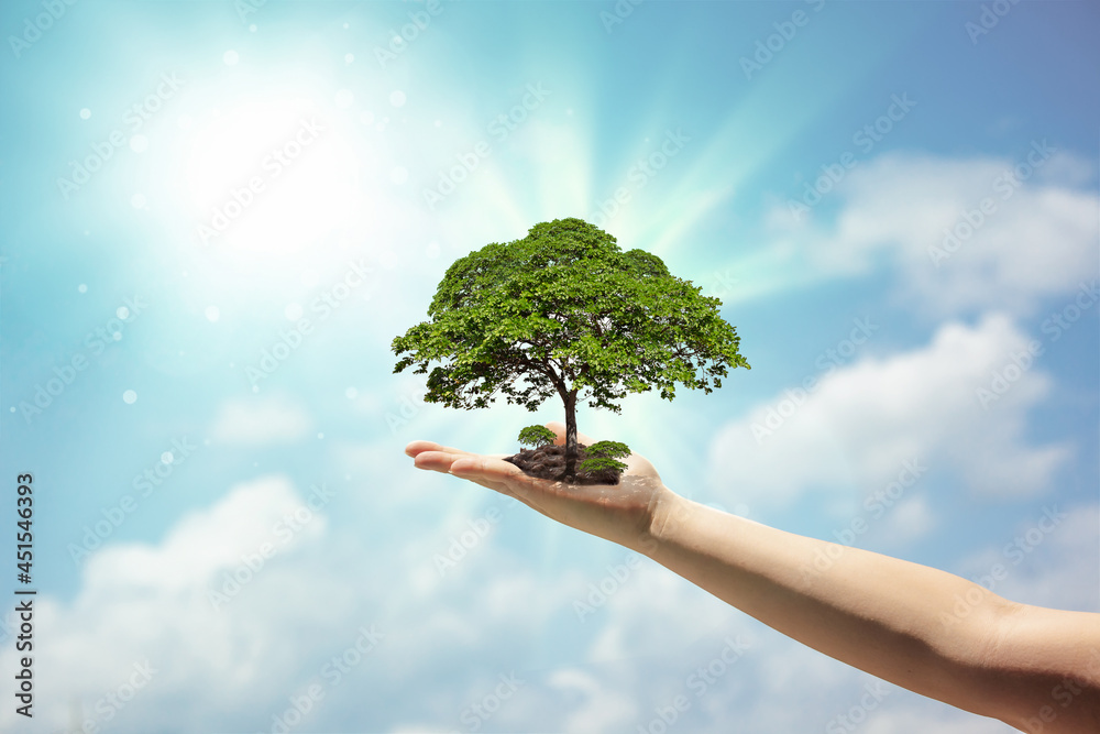 Hand holding a growing tree on the ground and a blurry sky background ...