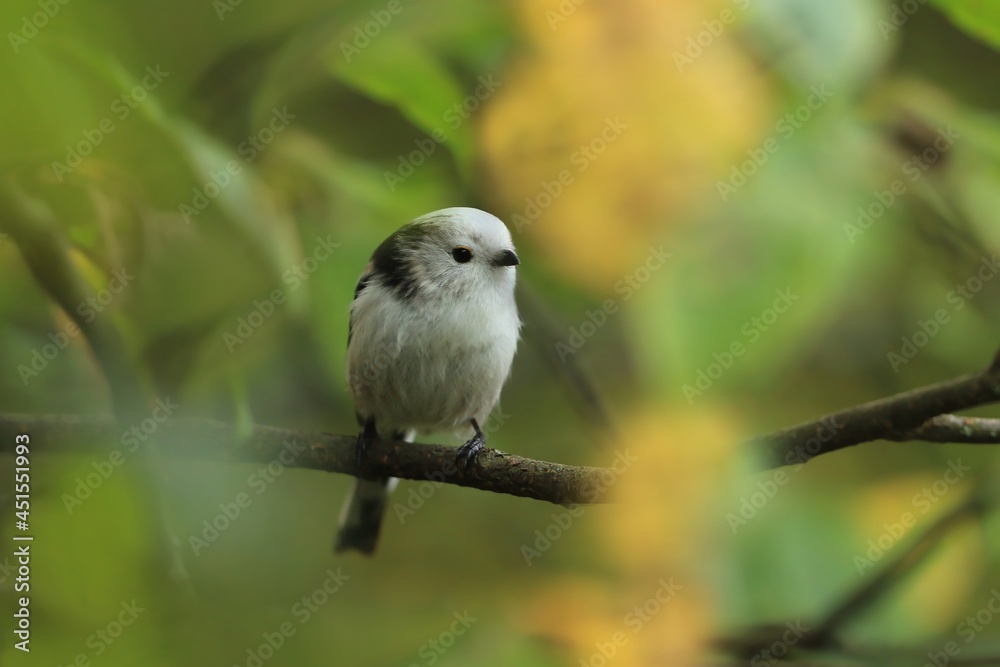 Long-tailed tit sitting on the branch . song bird in the nature habitat ...