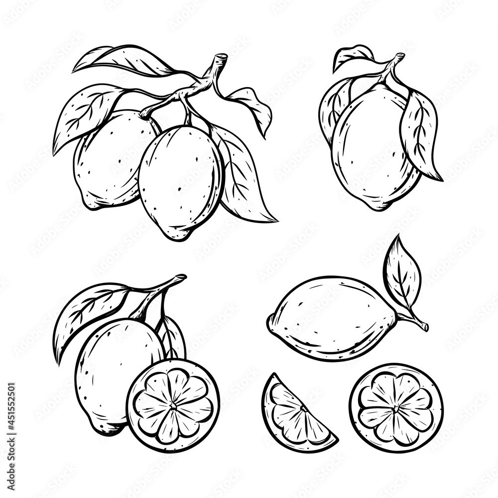 Lemon sketch set. Single citrus with leaf, on branch, cut, slice. Black ...