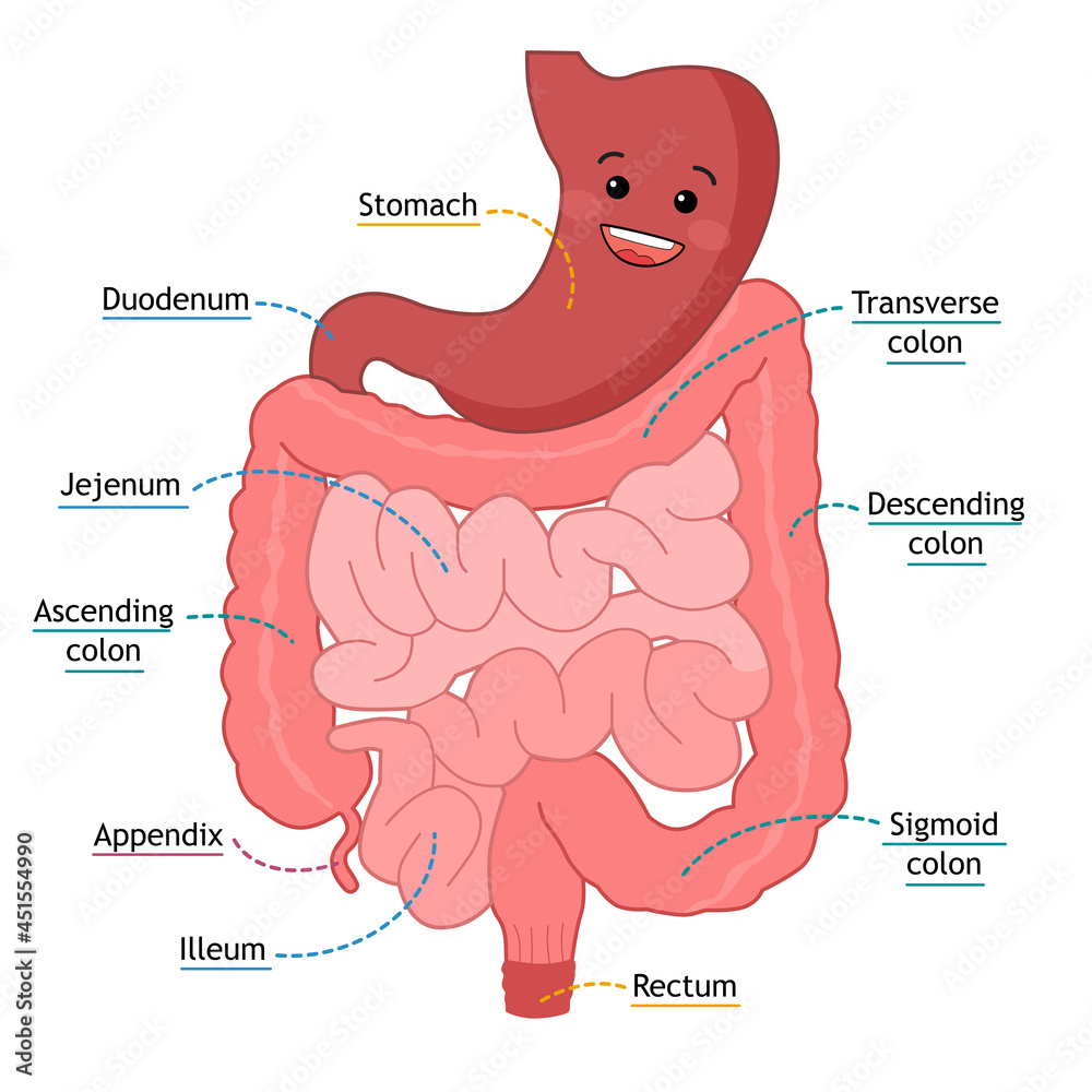 human intestine part Stock Illustration | Adobe Stock