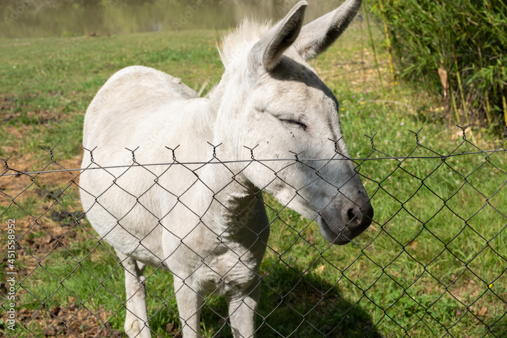 Donkey winking behind its fence Stock Photo | Adobe Stock
