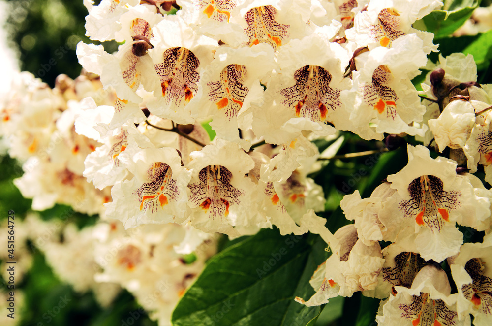 Blooming tree Catalpa bignonioides. Lush blossoming panicles of white ...