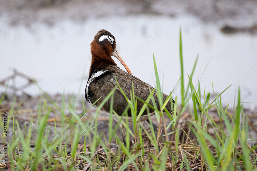 Greater Painted-snipe Rostratula benghalensis Beautiful Female Birds of ...