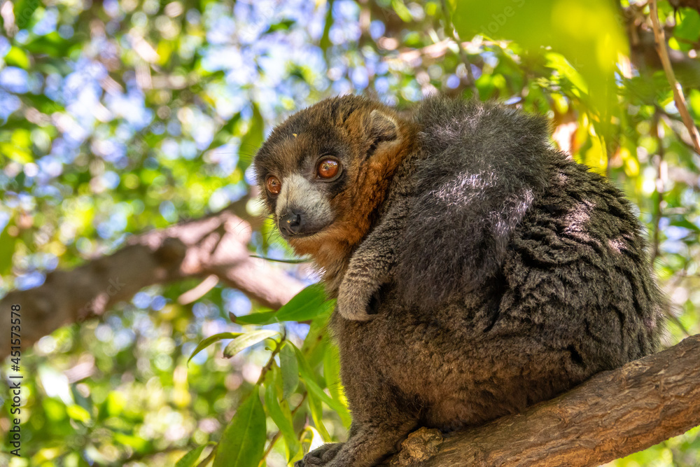 Foto de Mongoose lemur, Eulemur mongoz in a tree, rainforest Madagascar ...