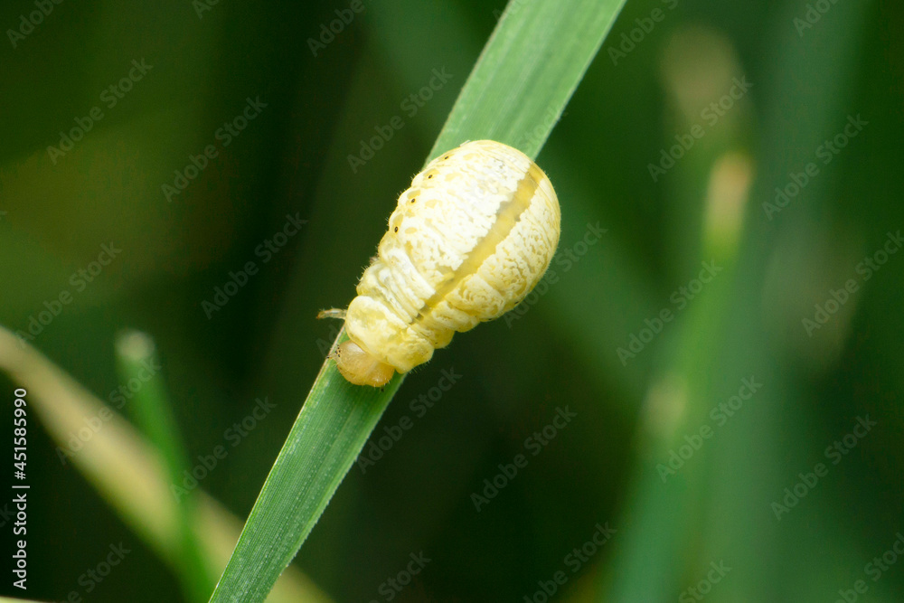 Larvae of Ladybird beetle, Clitostethus arcuatus, Satara, Maharashtra ...