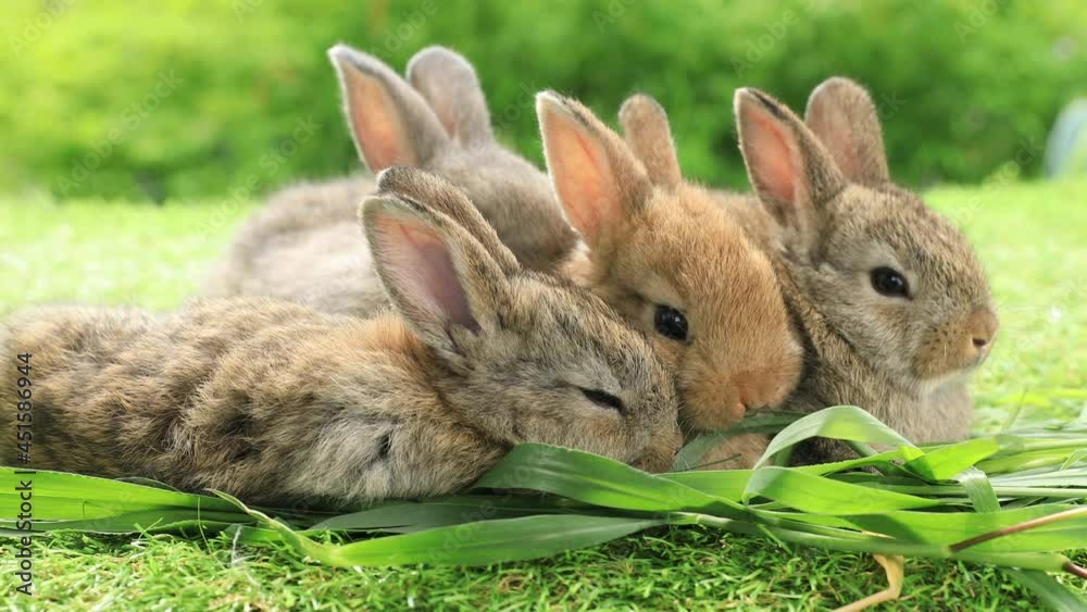 Group of healthy lovely baby bunny easter rabbits on nature background ...